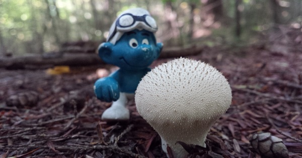 CPE Les Pommettes Rouges - Notre mission